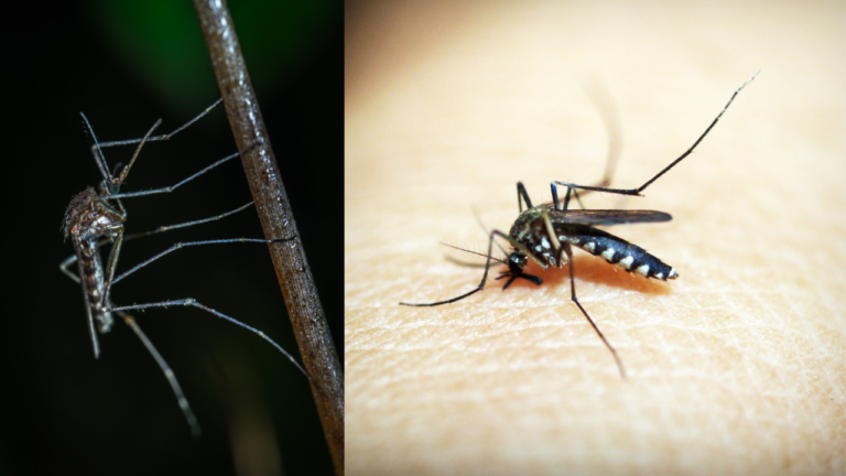 Beware of 4 types of Mosquito bites & Viruses spread - Lrnin